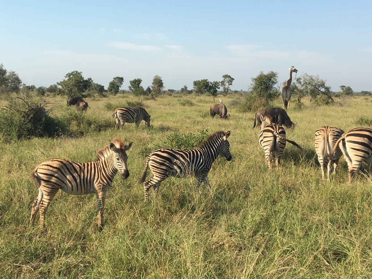 Biodiversity of Southern Africa - Biology