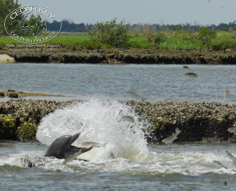 Biology – College of Liberal Arts & Sciences