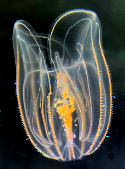 UF Biology Faculty study translucent sea creatures to understand early ...