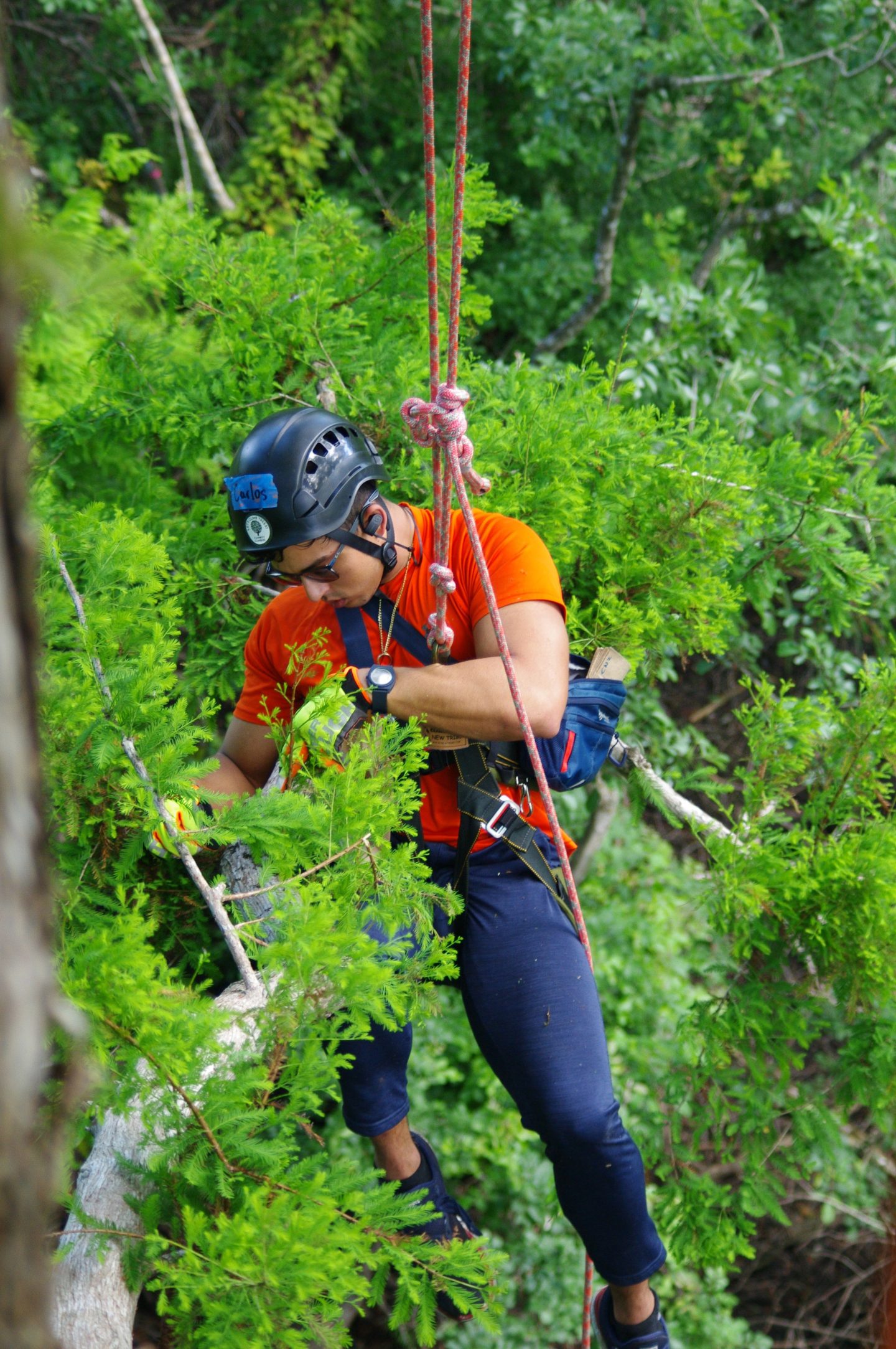 Treetop Biodiversity - Biology