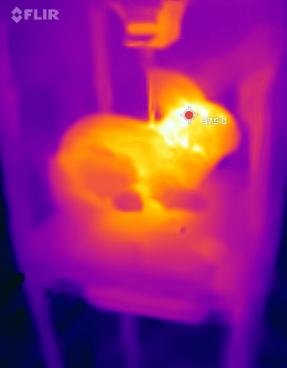 Dr. Chris Dutton and his Robo-bunnies tackle the Burmese Python problem ...