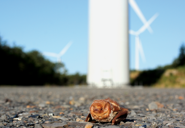 Bats on the move: study reveals migration patterns behind wind turbine ...